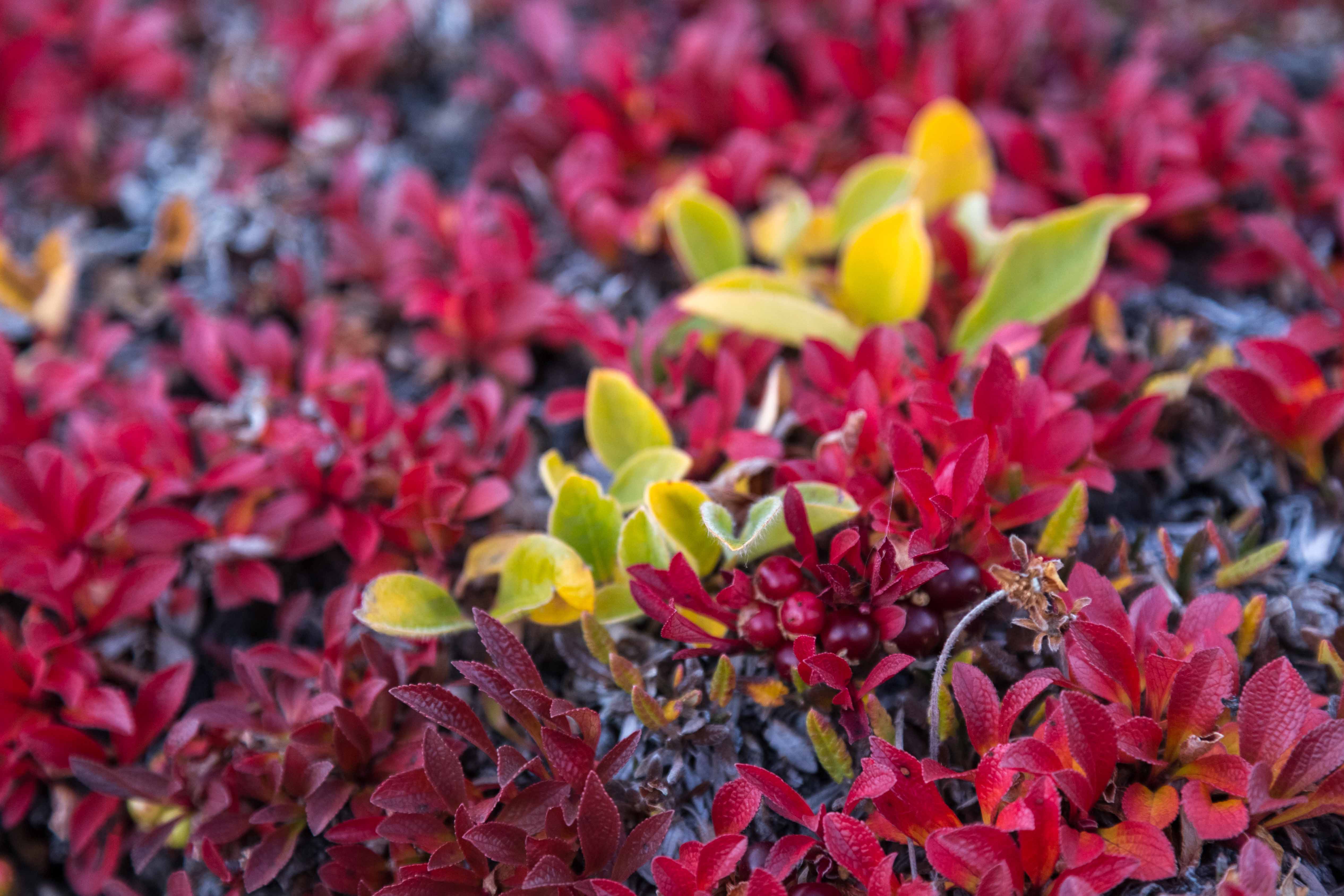 What Plants Grow in the Arctic Tundra? - Quark Expeditions